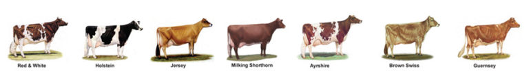 Breeds of Dairy Cattle – 4-H Animal Science Resource Blog