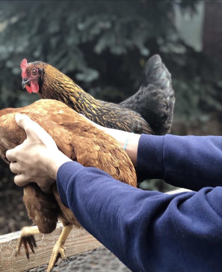 Starting a Poultry Science Project at Your School – 4-H Animal Science ...